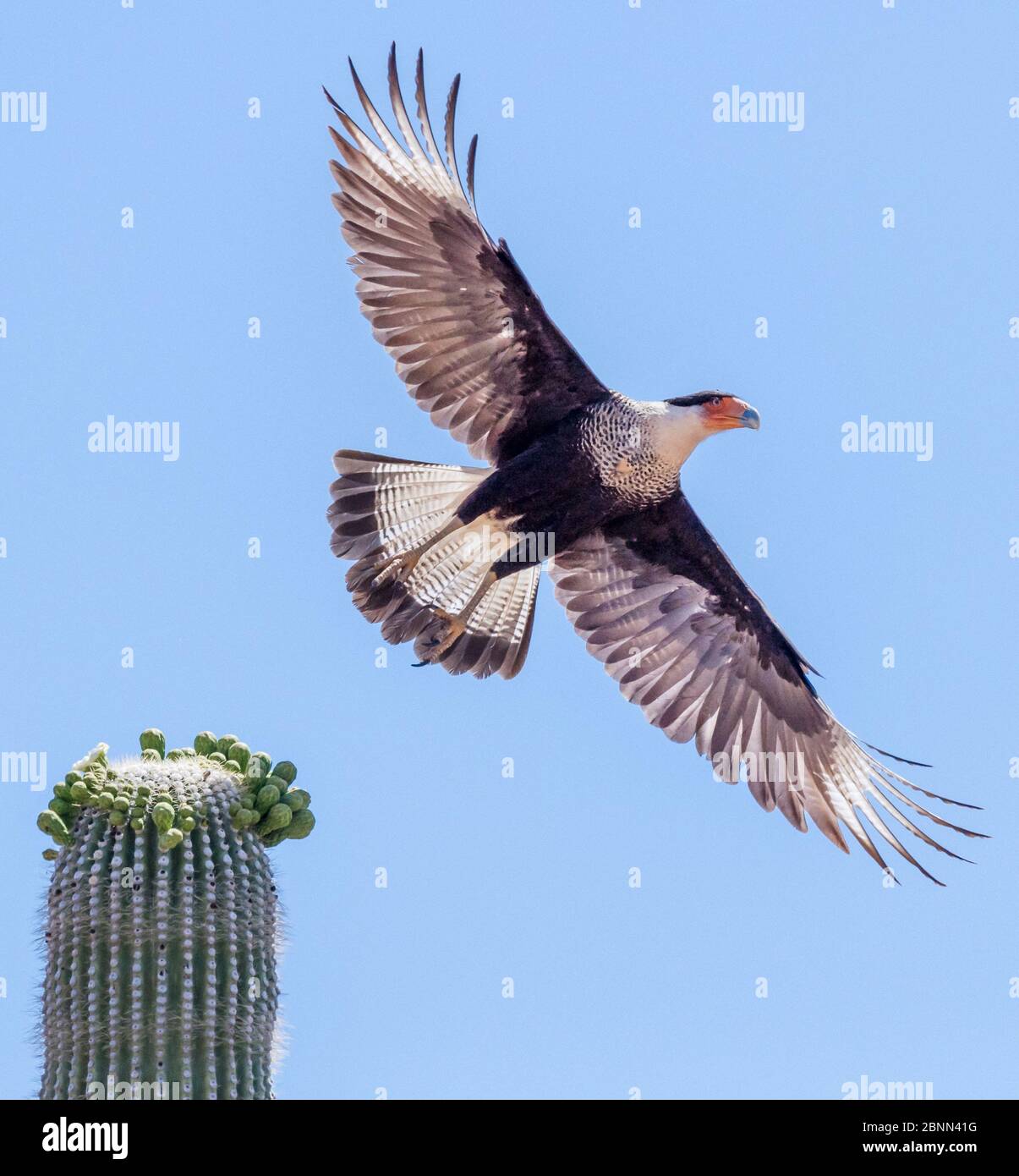 Tohono oodam hi-res stock photography and images - Alamy