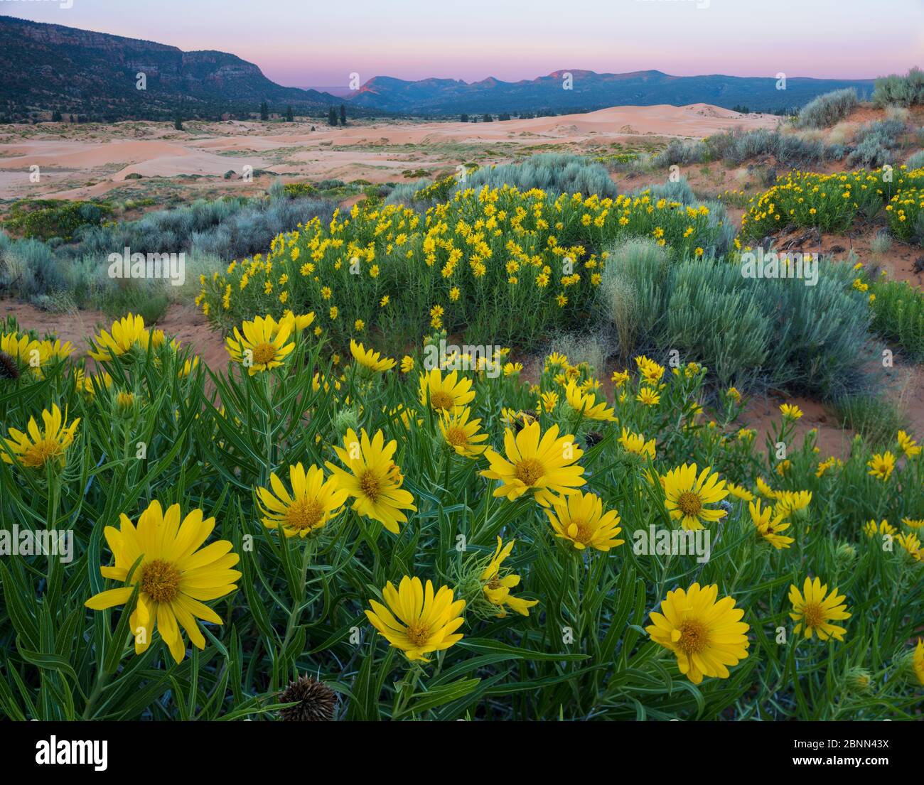 Mulesears (Wyethia sp) flowers at dawn. on the hillsides in Coral Pink ...