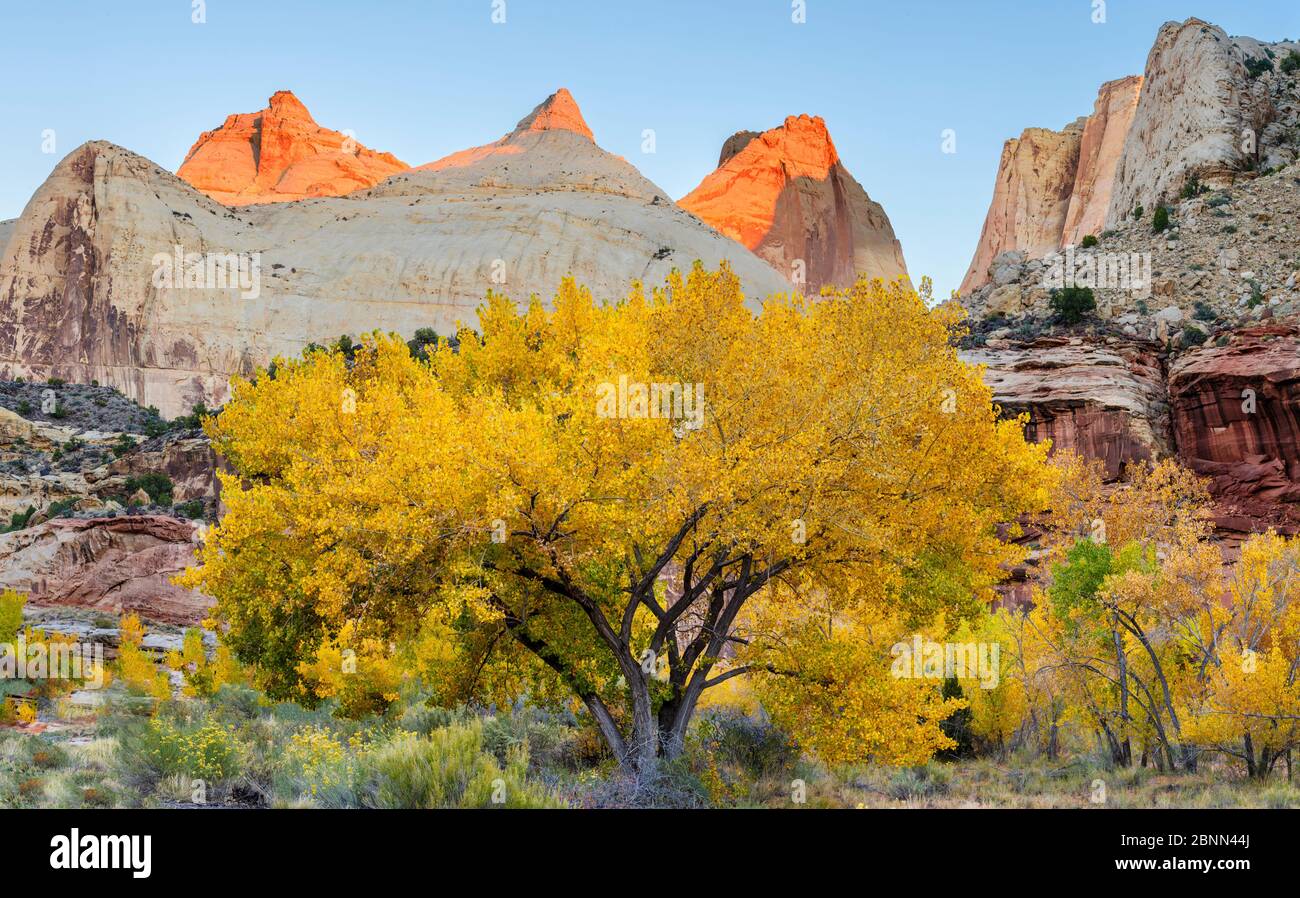 'Capitol Dome' in sunrise light above the autumn coloured Fremont's ...