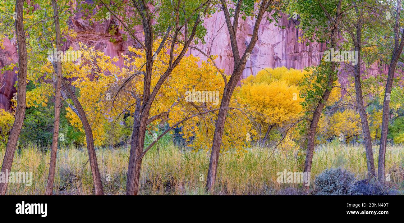 Freemont cottonwood trees (Populus fremontii) in autumn, Capitol Reef ...