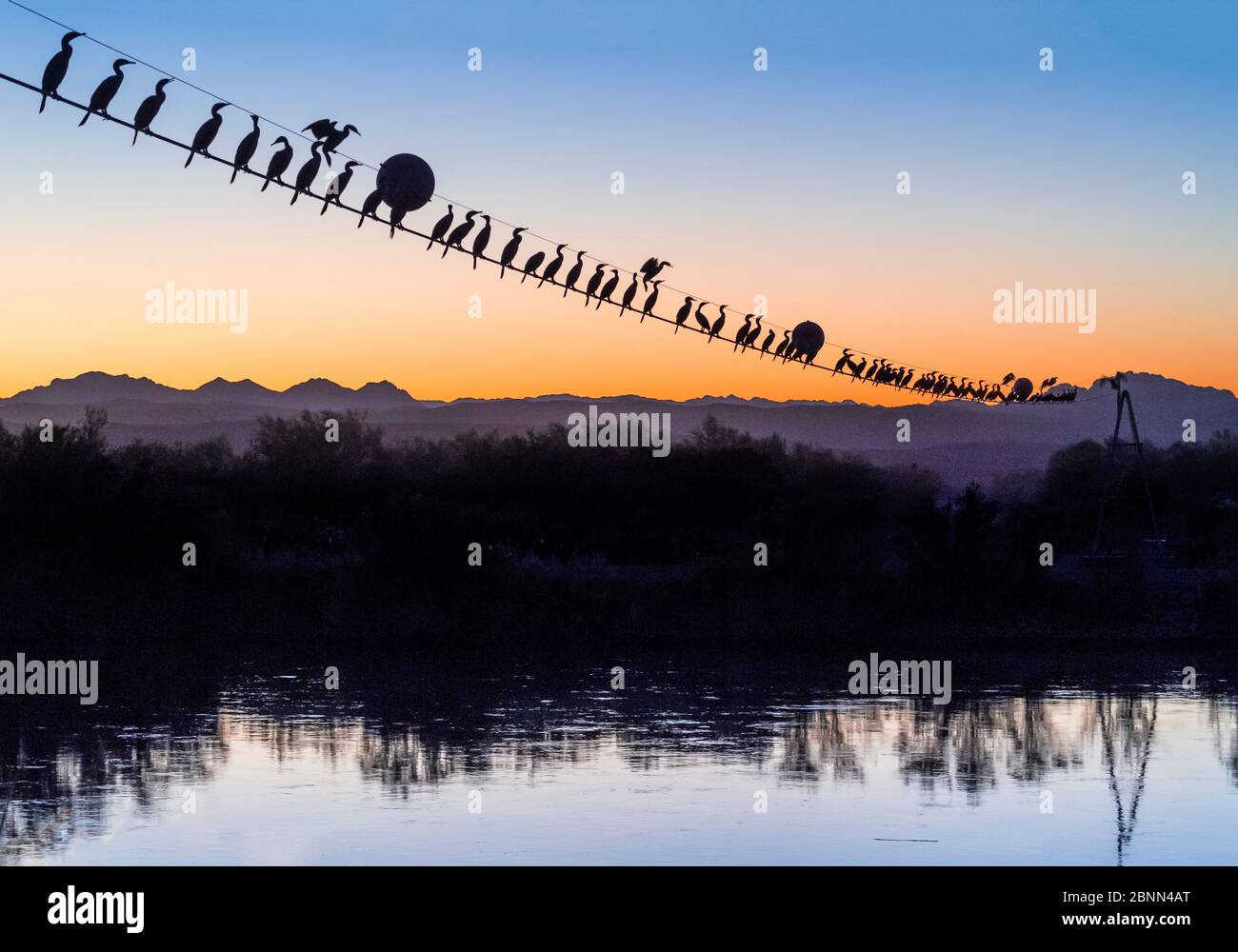 Flock of Neotropic cormorants ( (Phalacrocorax brasilianus) on wire at ...