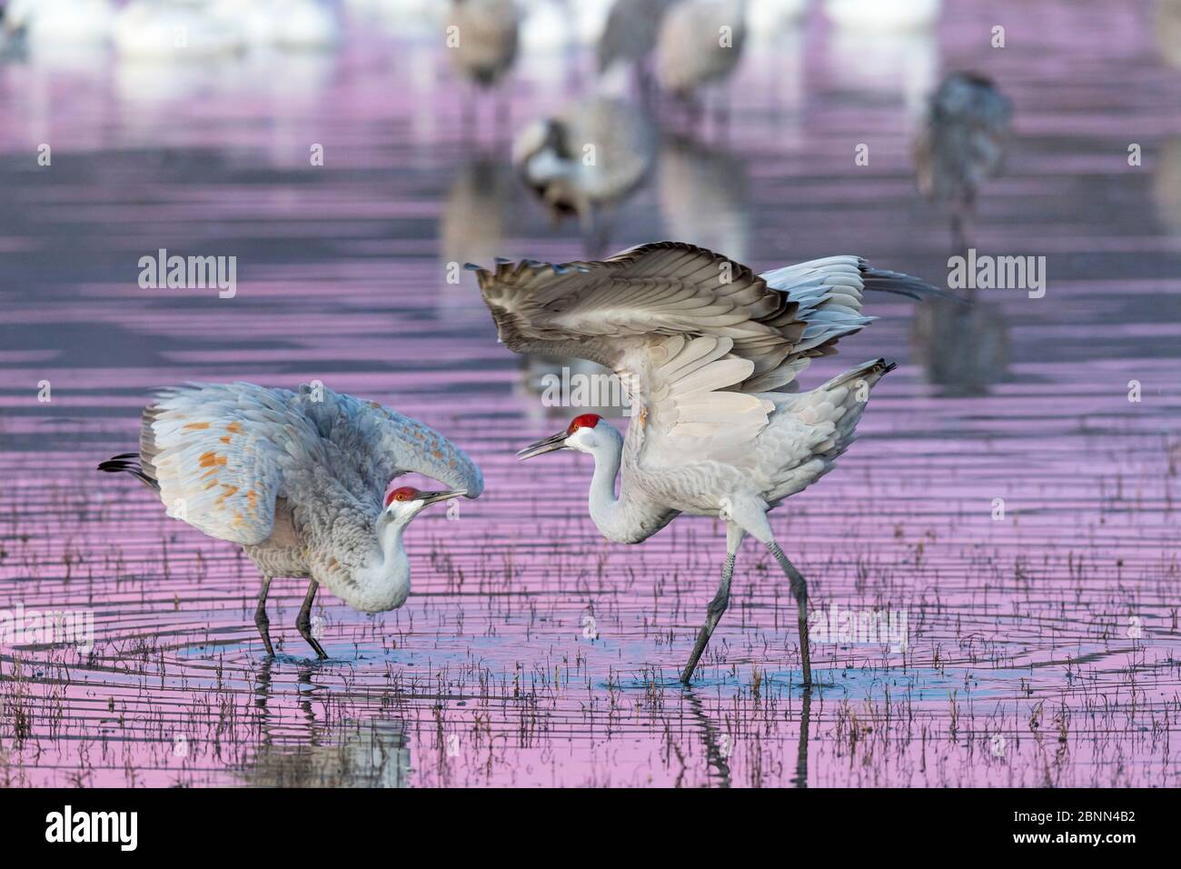 Why Do Sandhill Cranes Dance
