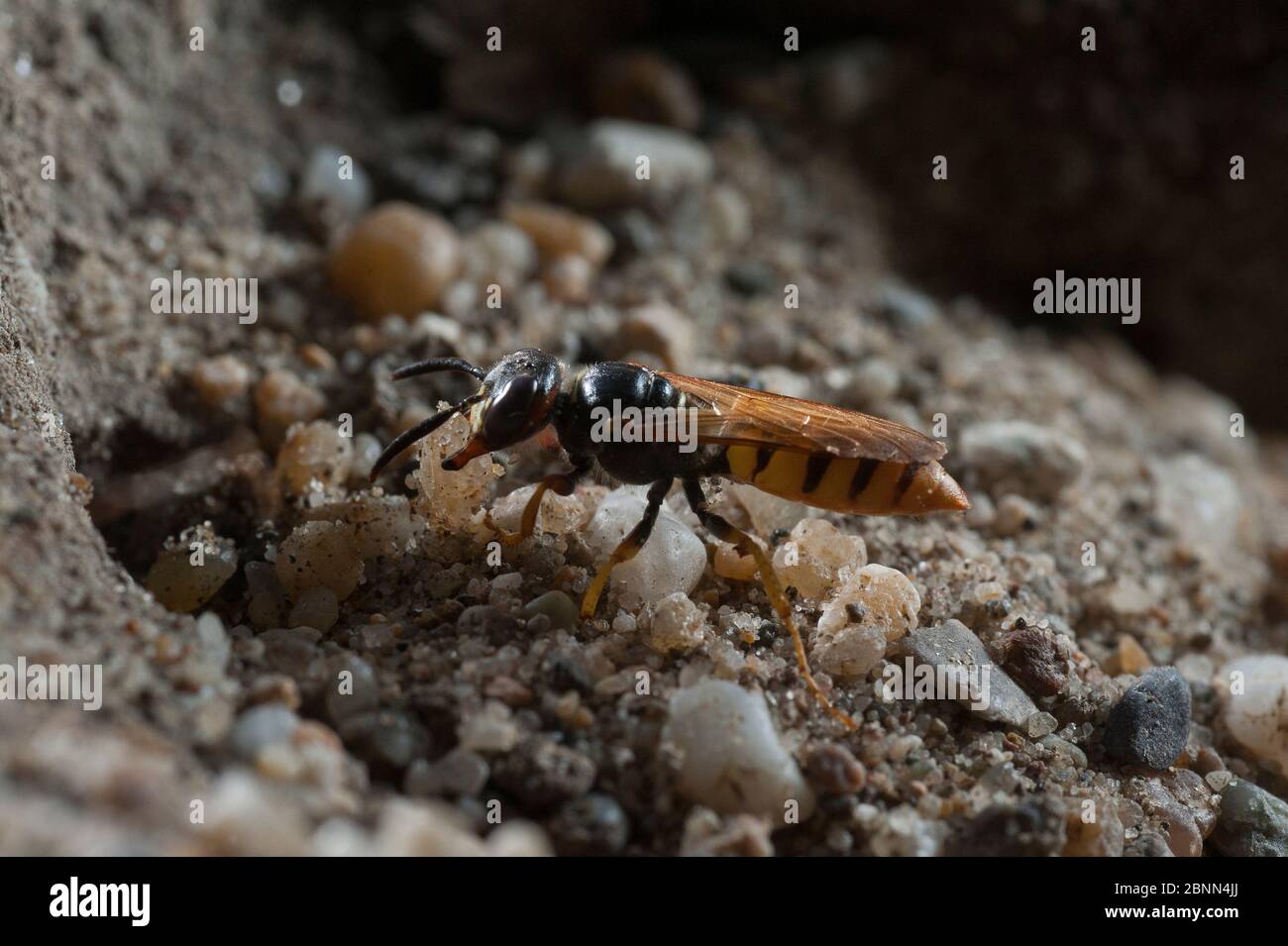 European beewolf hi-res stock photography and images - Alamy