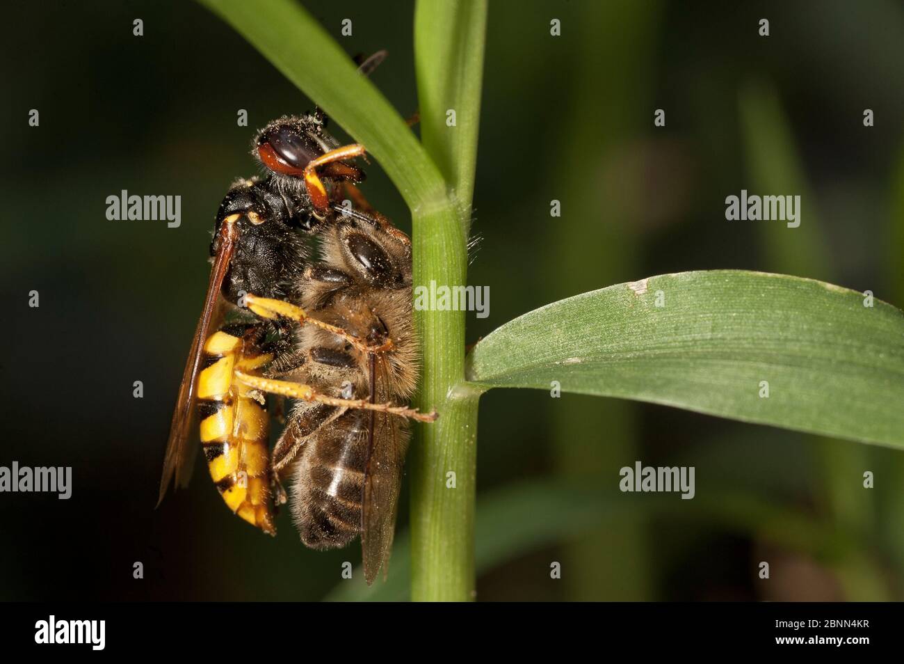 European beewolf (Philanthus triangulum) injecting prey with paralysing ...