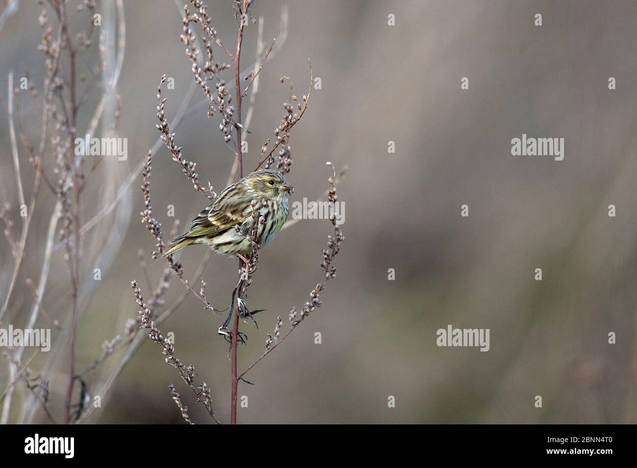 Common serin hi-res stock photography and images - Alamy