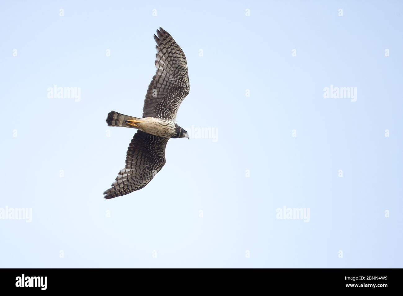 Long winged harrier (Circus buffoni) in flight, Trinidad and Tobago ...