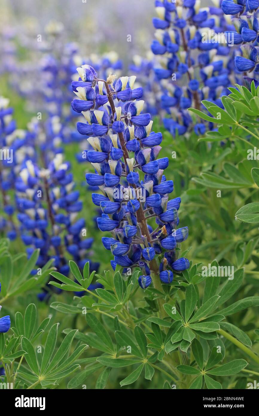 Nootka lupin (Lupinus nootkatensis) Iceland June Stock Photo - Alamy