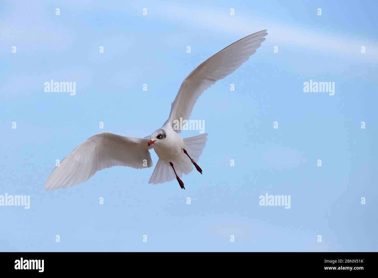 Mediterranean gull (Larus melanocephalus) in flight, Norfolk UK January ...
