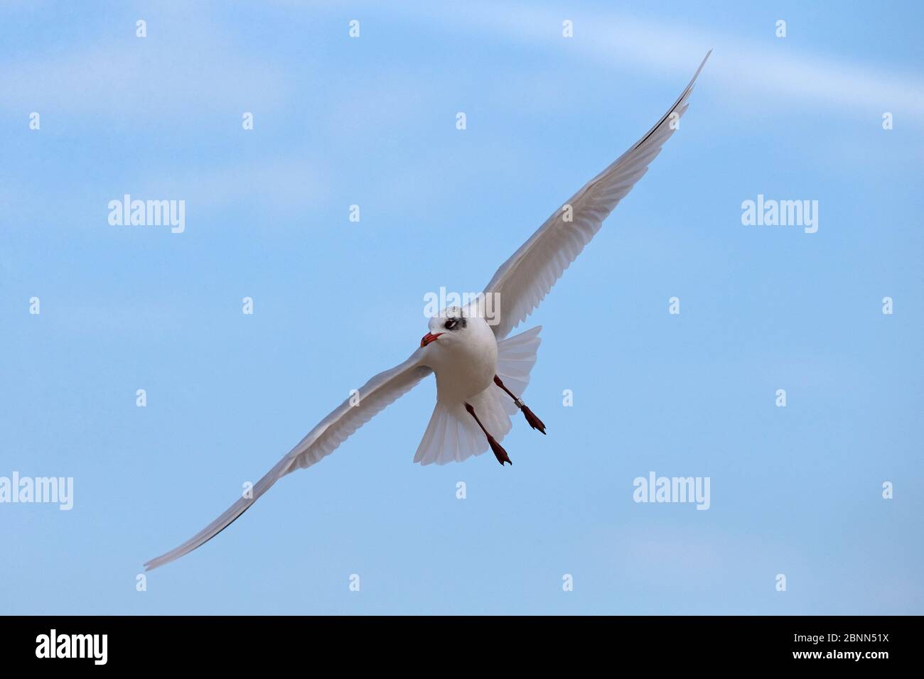 Mediterranean gull (Larus melanocephalus) in flight, Norfolk UK January ...