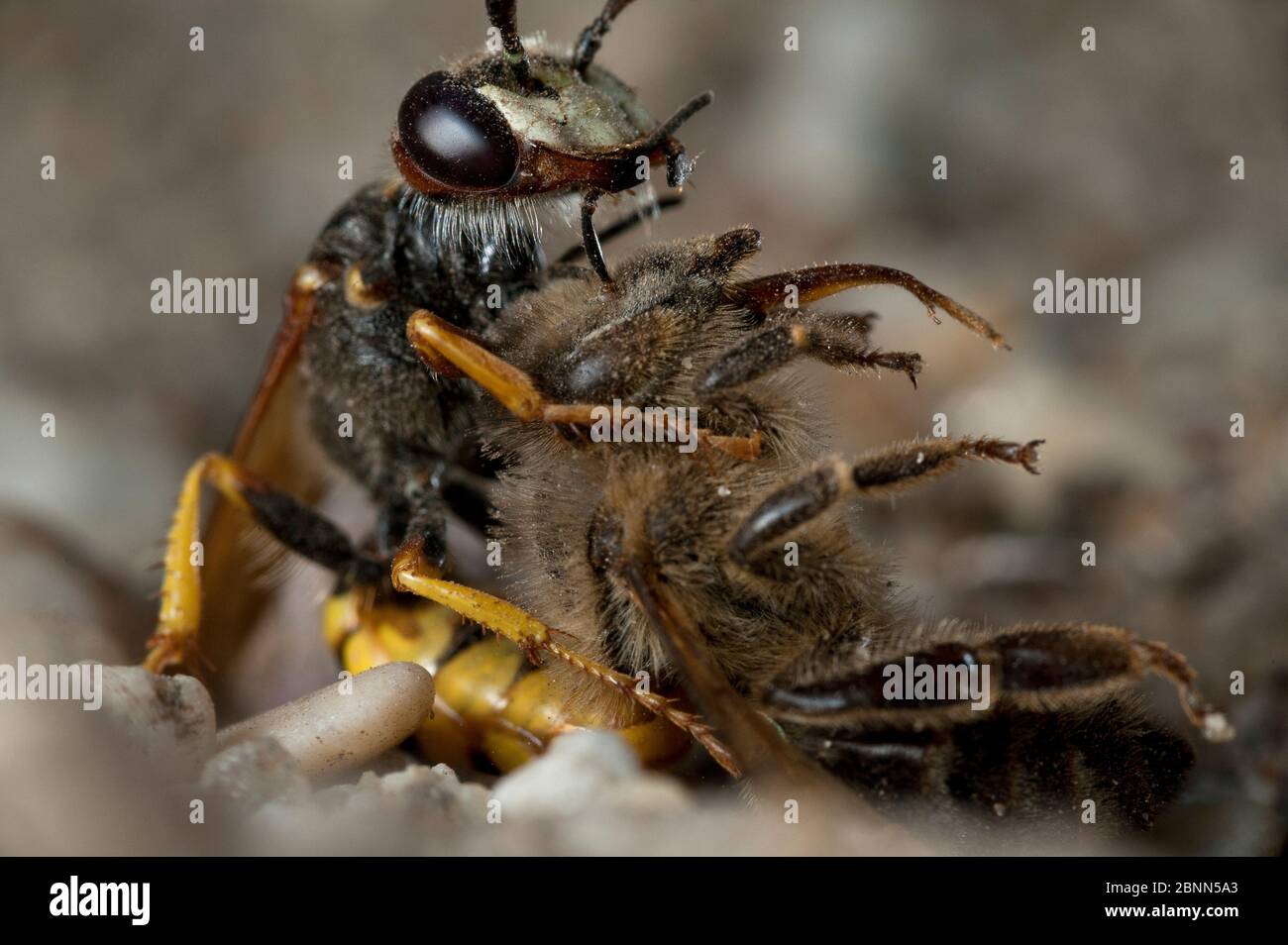 European beewolf (Philanthus triangulum) injecting bee with paralysing ...