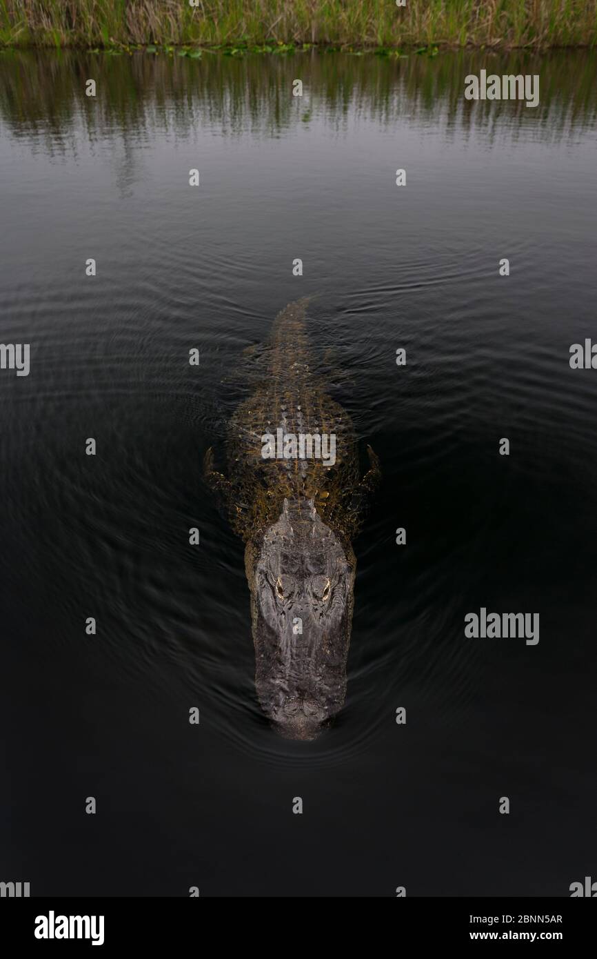 American Alligator (Alligator mississippiensis), Everglades, Florida ...