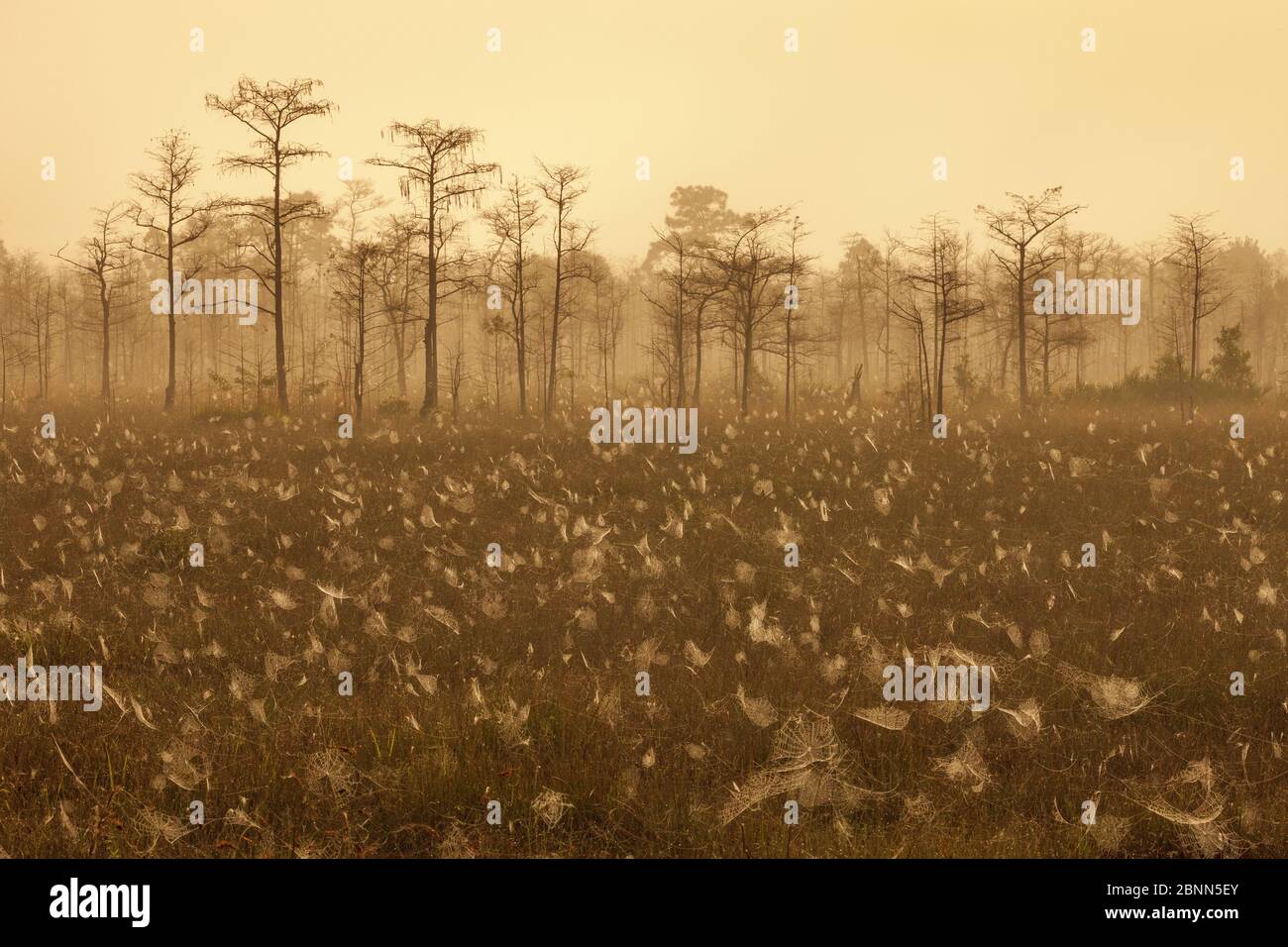 American prairie reserve and spiders hi-res stock photography and ...