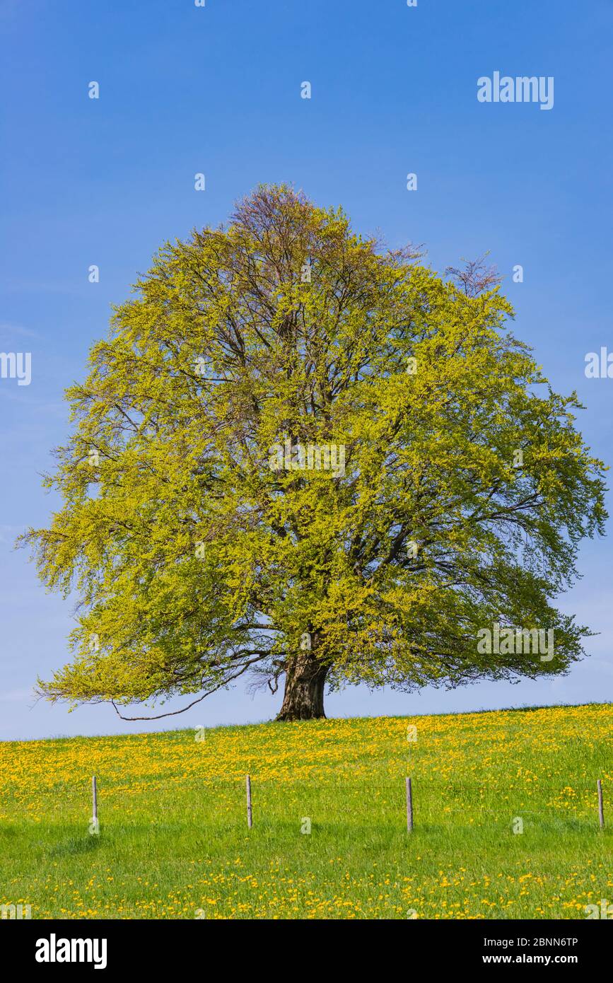 Specimen tree hi-res stock photography and images - Alamy