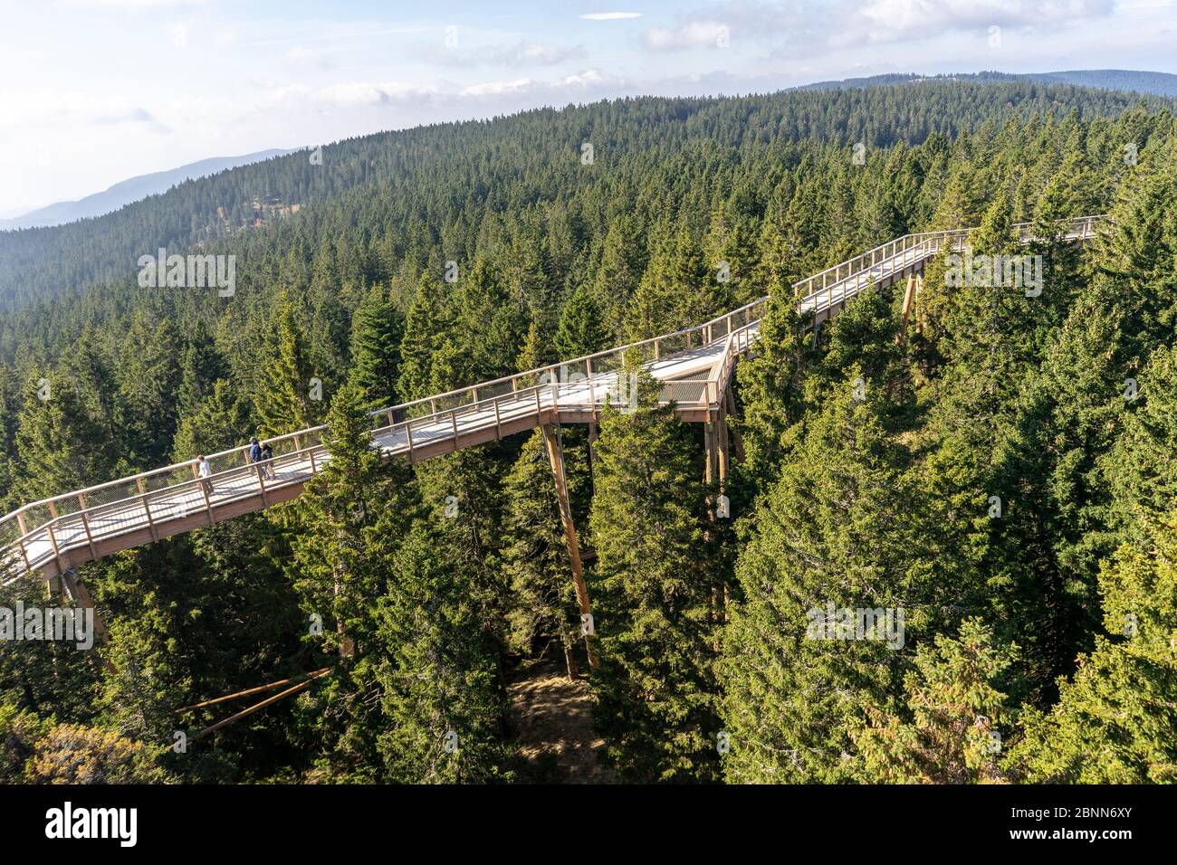 Treetop Walkway among endless forests Stock Photo - Alamy