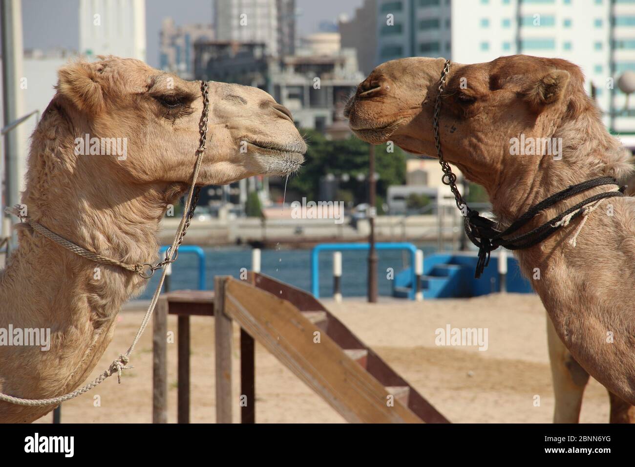 Two camels look at each other on the beach in Dubai in the United Arab ...