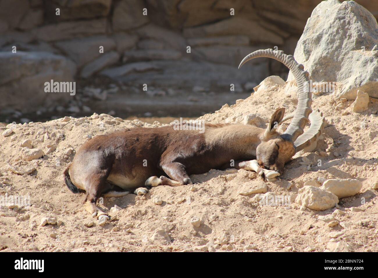Nubian Ibex sleeping at the Al Ain Zoo in the United Arab Emirates ...