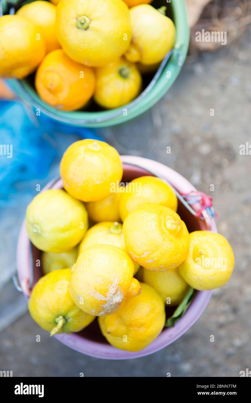 Lemon plant bucket hi-res stock photography and images - Alamy