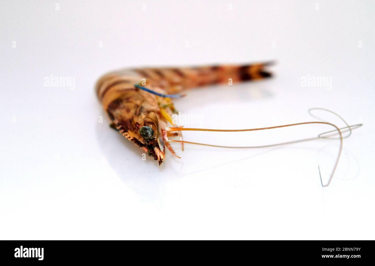 Raw tiger prawn isolated on white background Stock Photo - Alamy