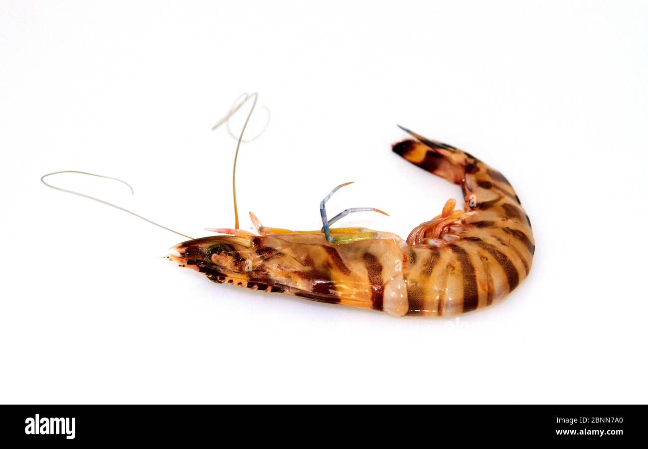 Raw tiger prawn isolated on white background Stock Photo - Alamy