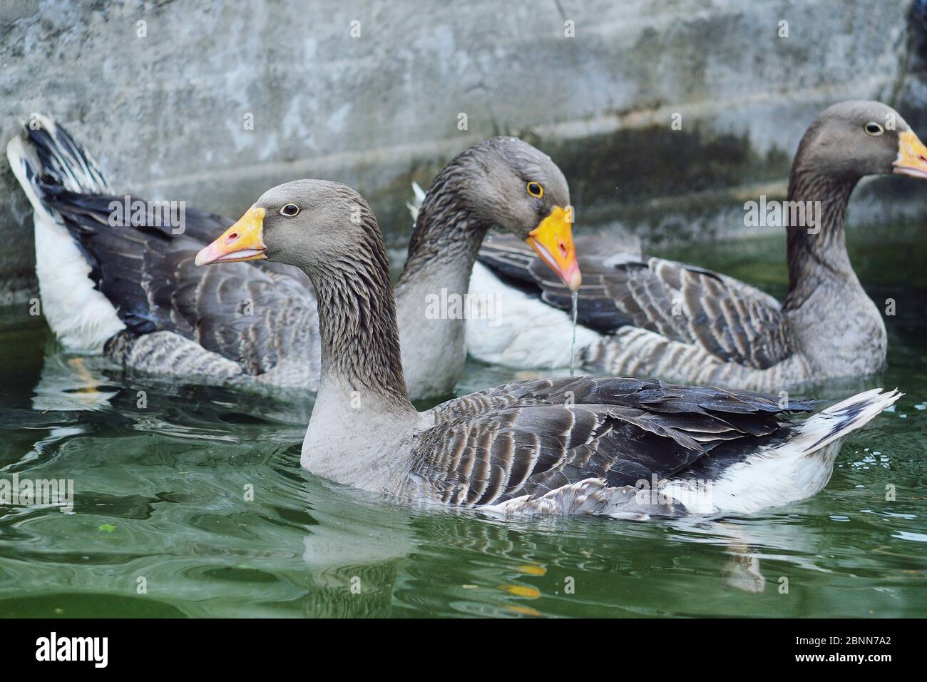 Pool on farm hi-res stock photography and images - Alamy