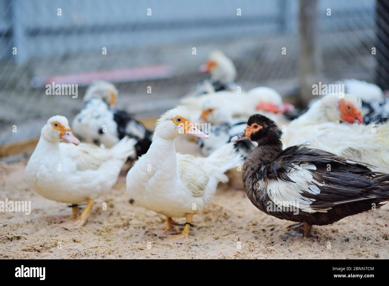 Hybrid musk group hi-res stock photography and images - Alamy