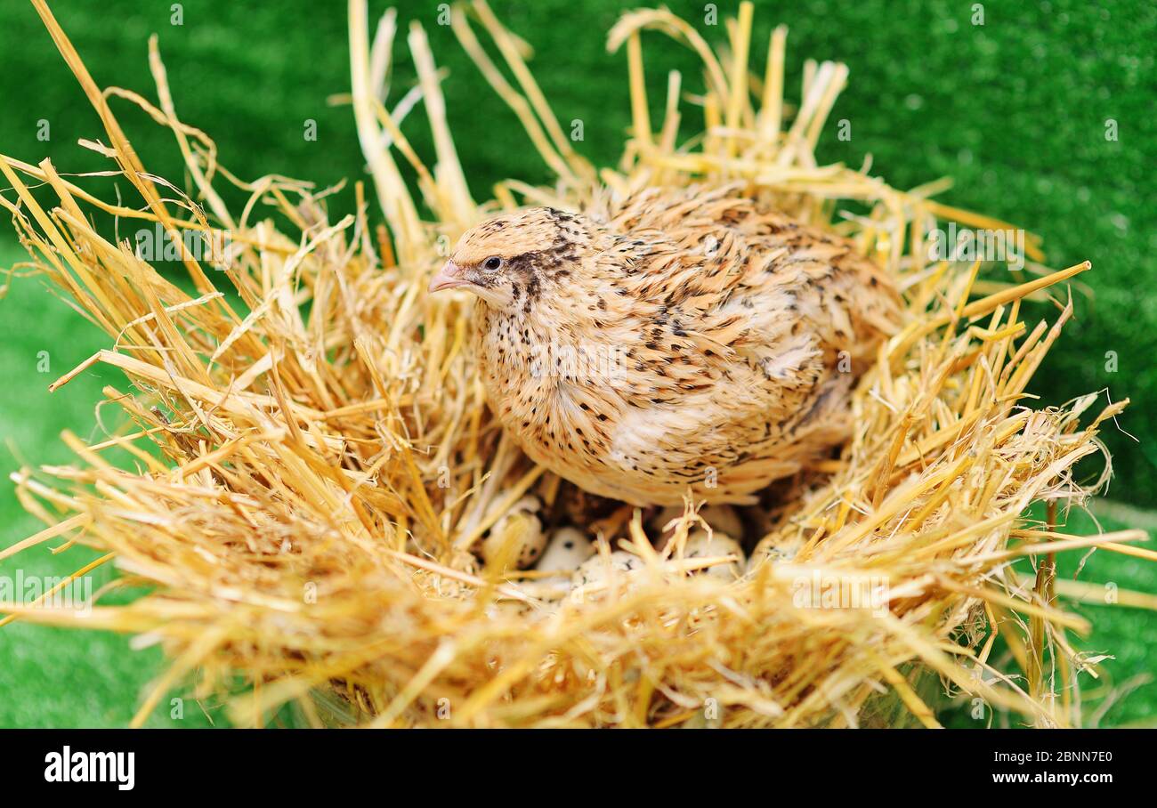 domestic quail sits in a nest and hatches quail eggs.Poultry farm ...