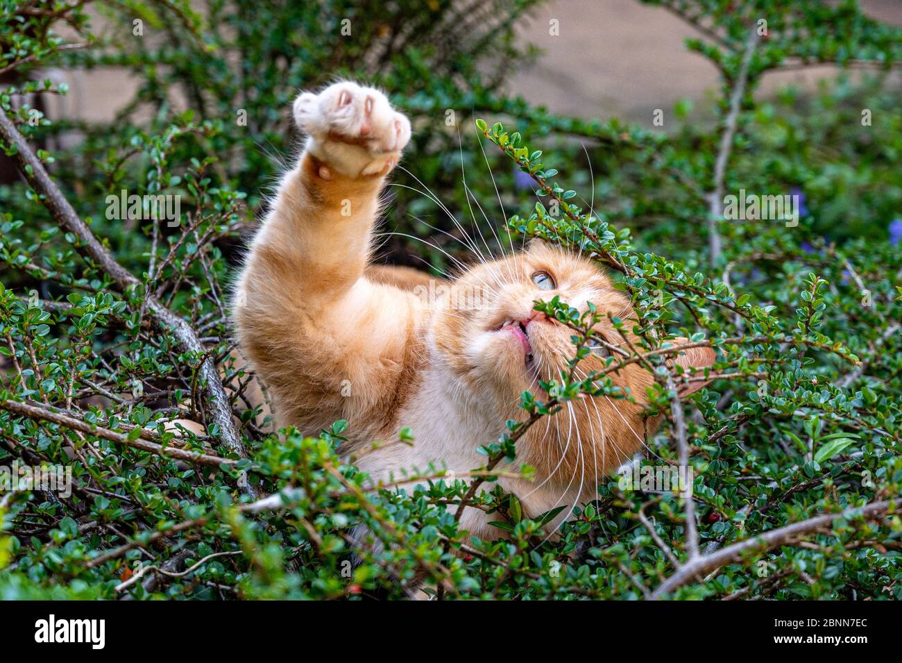 Predator in hiding. Domestic ginger cat hiding amongst shrubs waiting ...
