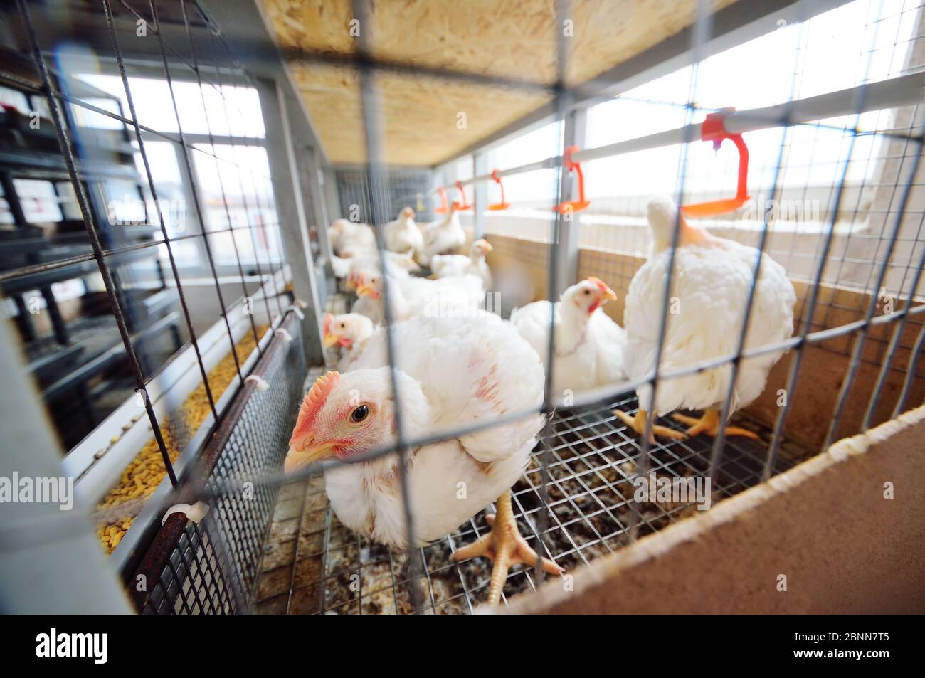 Broiler hen in chicken coop hi-res stock photography and images - Alamy
