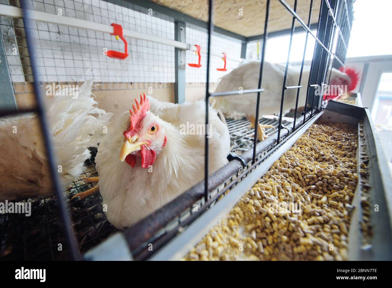 raising broiler chickens. Adult chickens sit in cages and eat compound ...