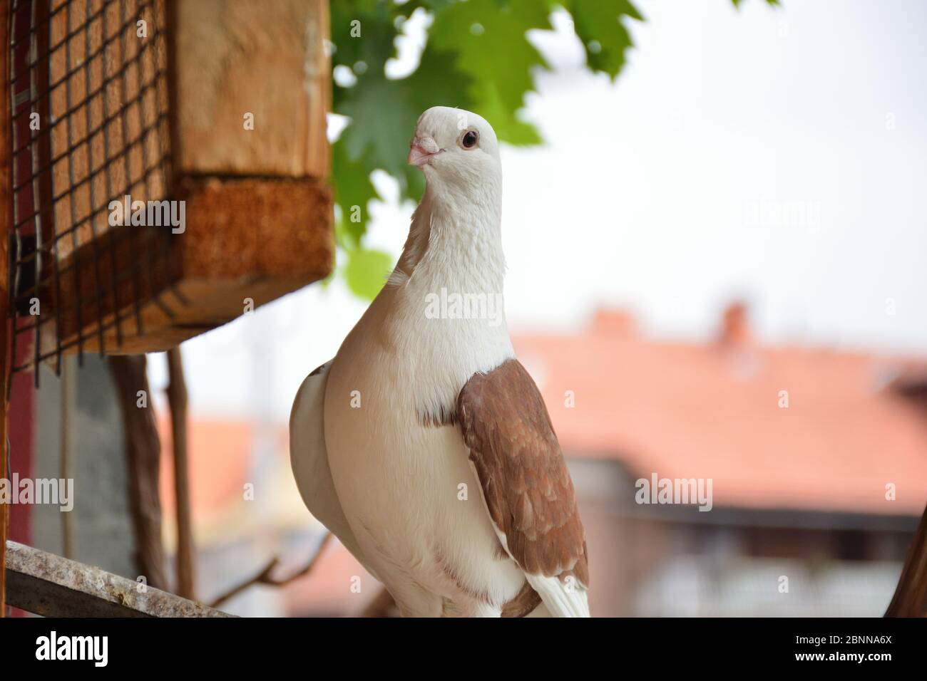 Beautiful and cute brown pigeon with a white head and short beaked on a ...