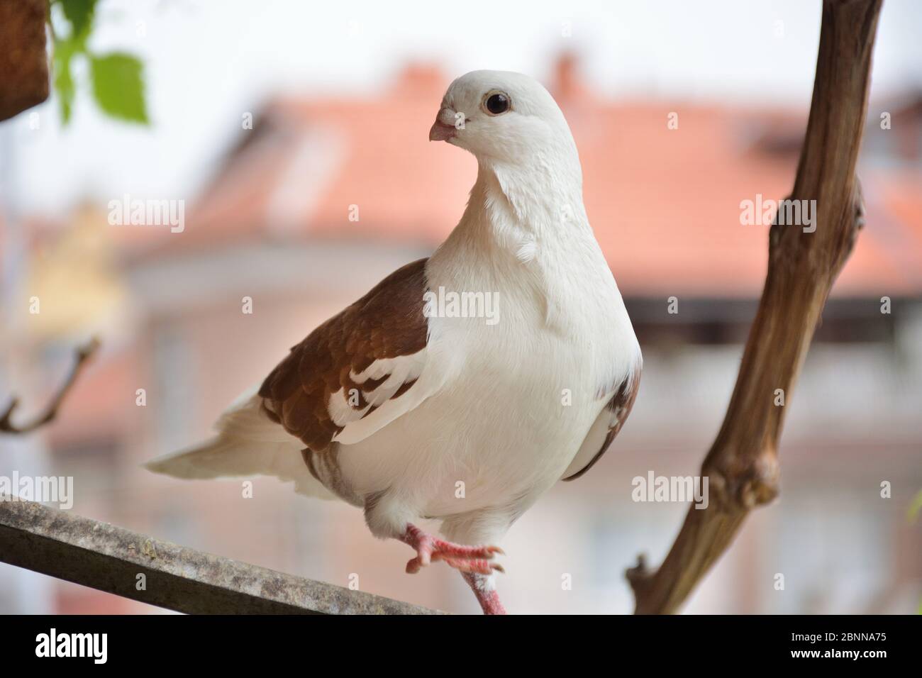 Brown pigeon with a white head and short beaked on a terrace with one ...