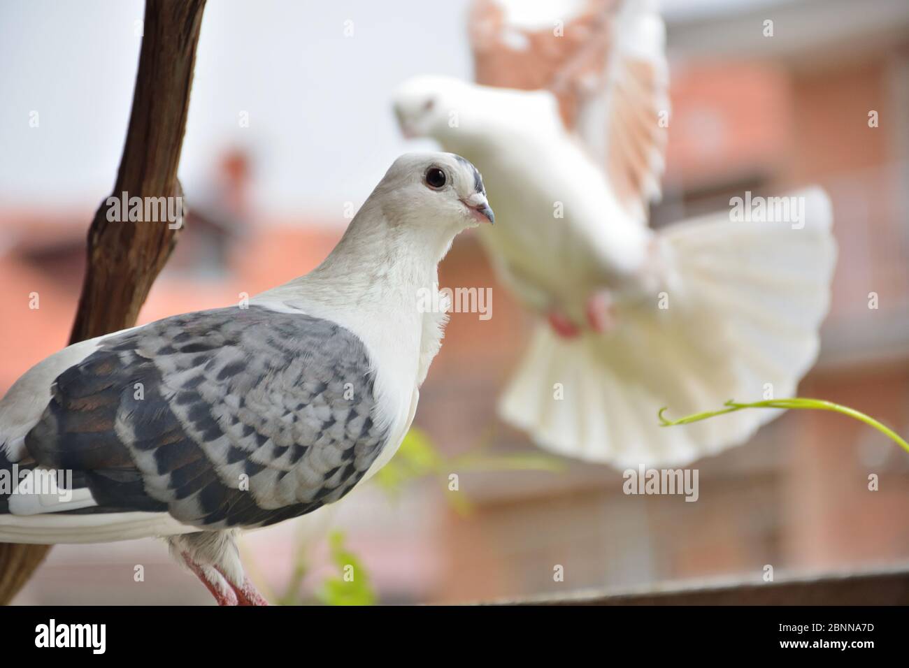 Gray pigeon with a white head and short beaked on a terrace. Domestic ...
