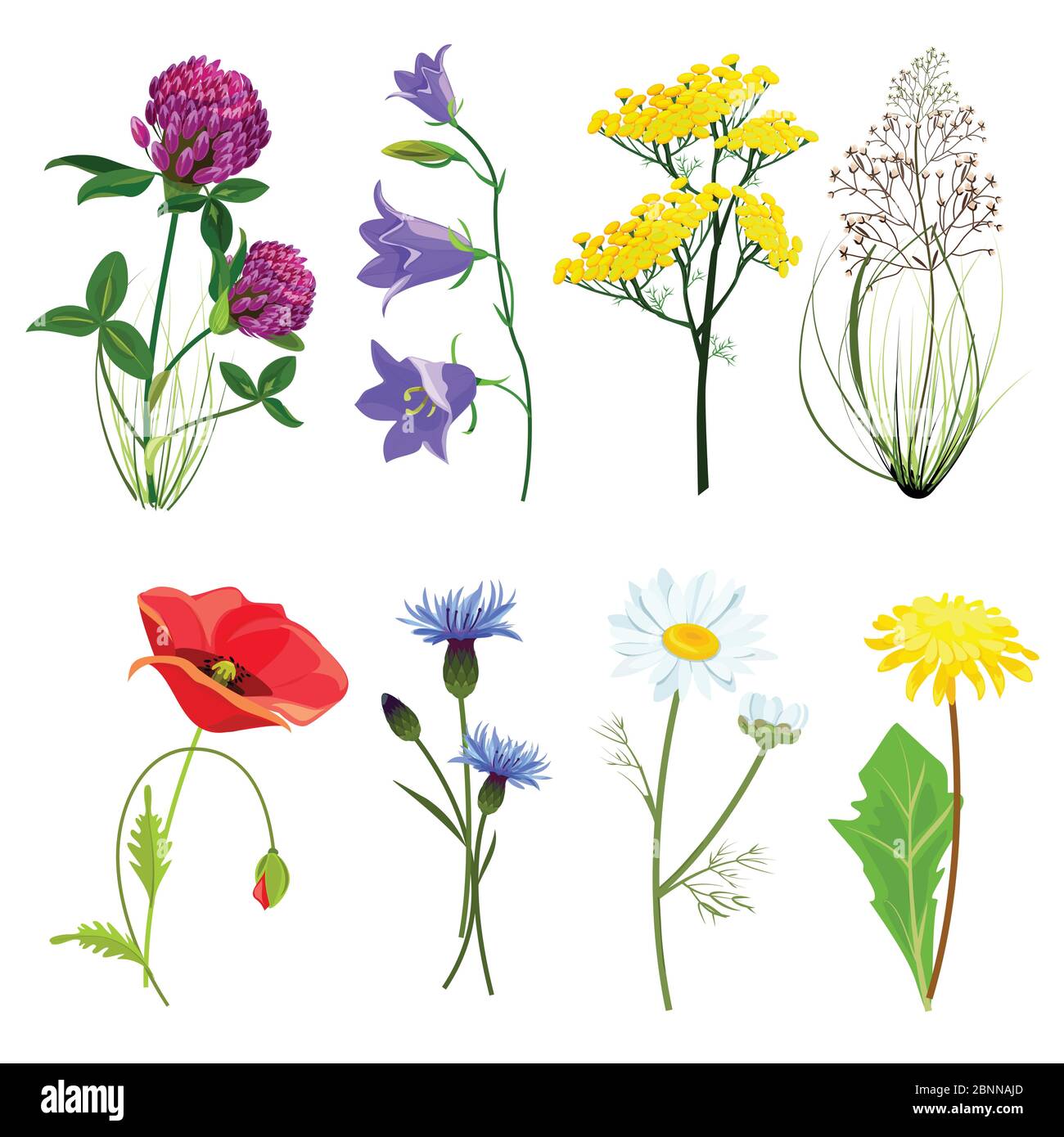 Wildflowers and herbs. Botanical set with anise meadow buttercup vector ...