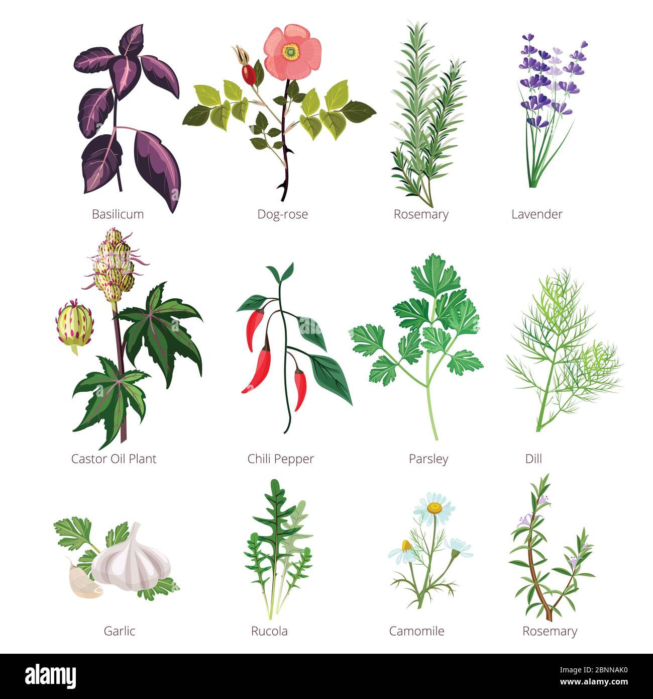 Basilicum white background Stock Vector Images - Alamy