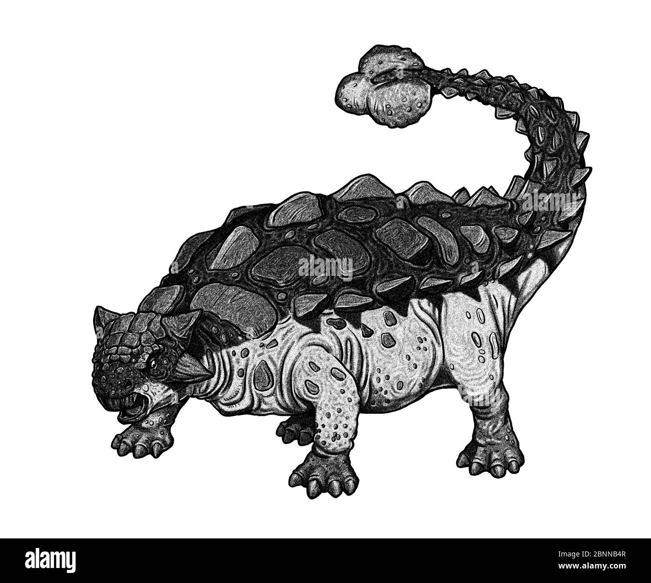 Ankylosaurus Drawing