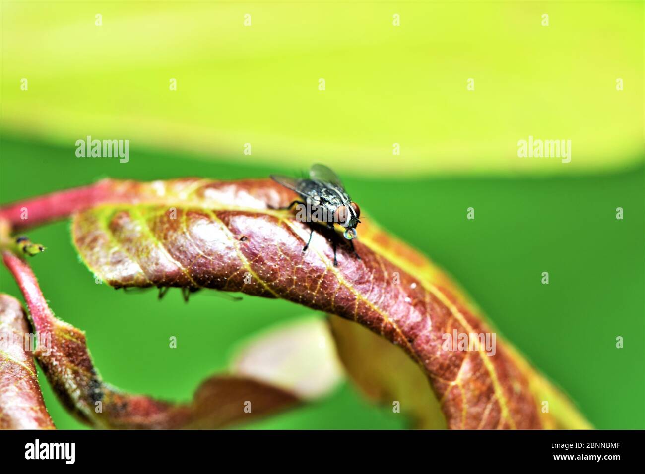 The house fly Stock Photo - Alamy