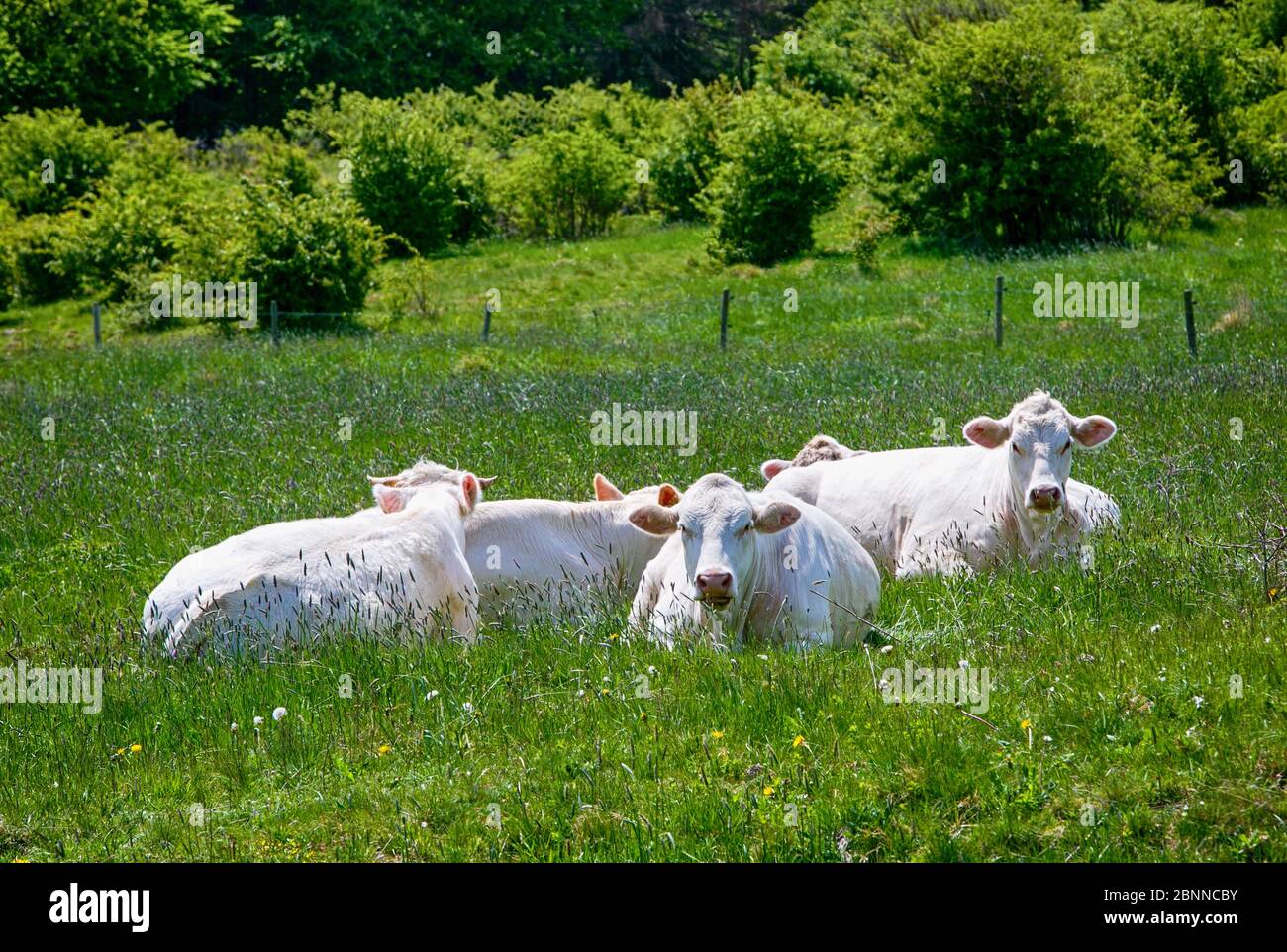 White cows lying in hi-res stock photography and images - Alamy