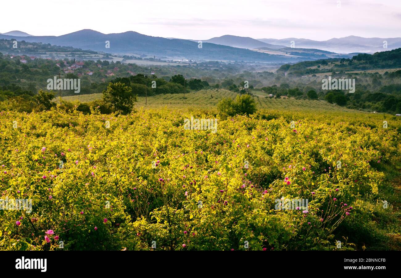 Valley of Roses. Damask Roses (Rosa damascena). Bulgaria, Europe Stock ...
