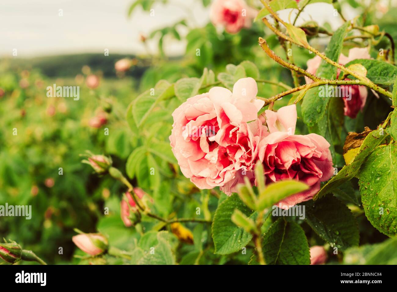 Rose field bushes Stock Photo - Alamy
