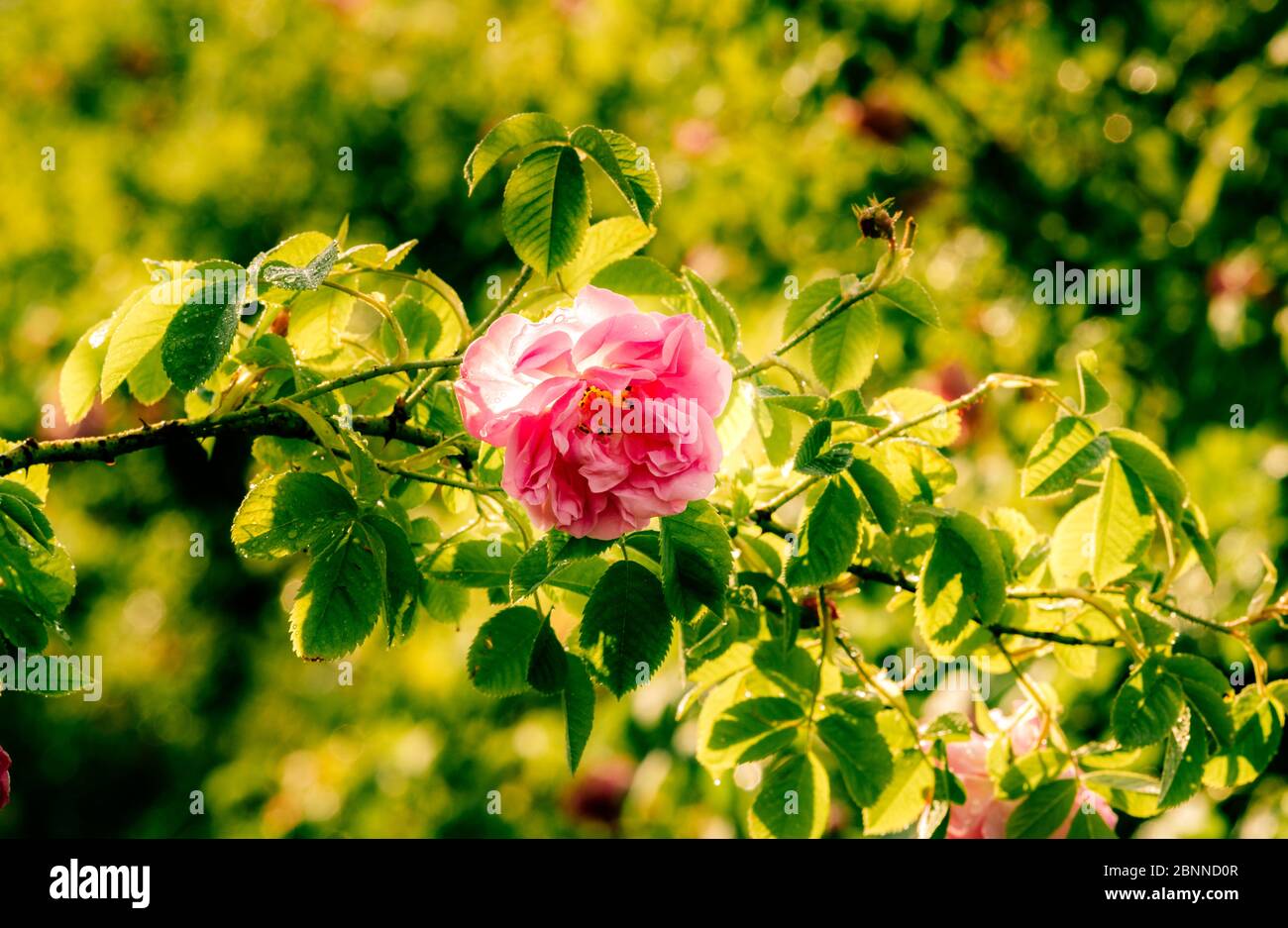 Close up of blooming pink rose on a rose stem with leaves, rose bushes ...
