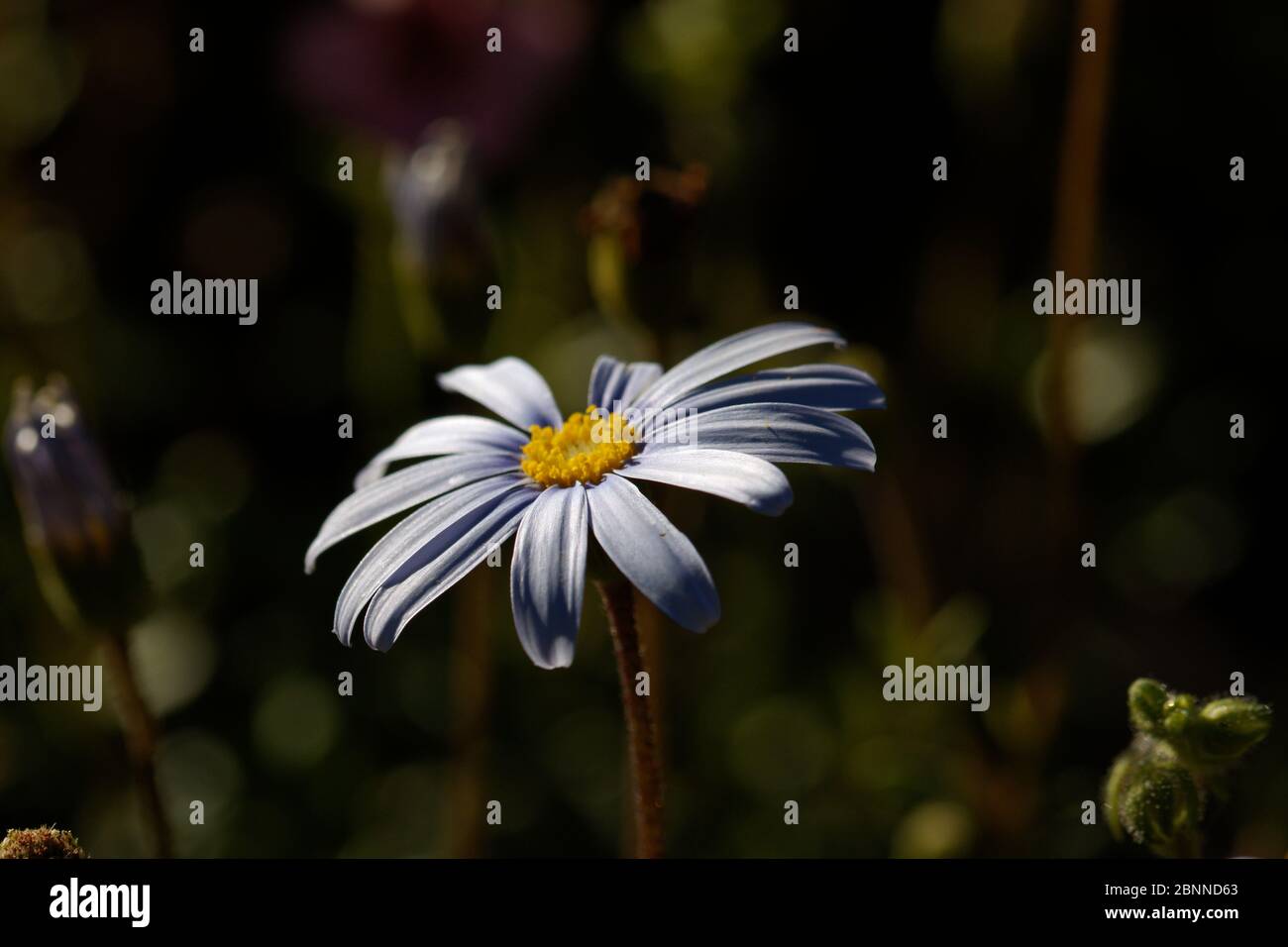 Felicia amelloides, the blue daisy bush or blue felicia, is a hairy ...
