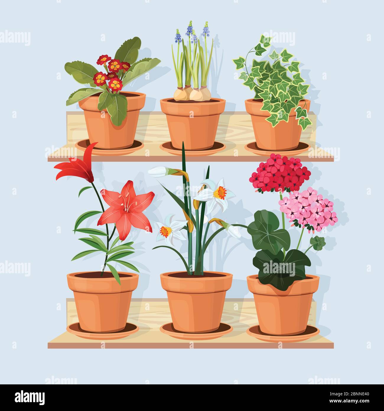 Flowers at shelves. Decorative tree plants grow in pots and standing in ...