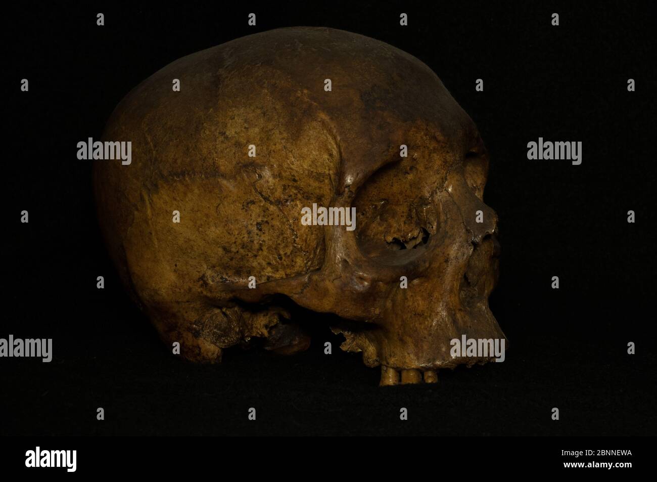 Human skull , african hi-res stock photography and images - Alamy