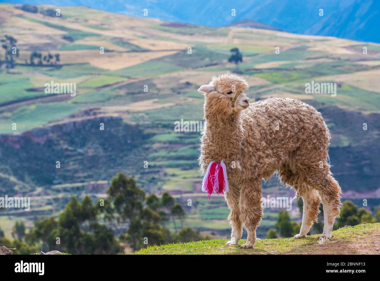 young alpaca in the sacred valley of the Incas in Peru Stock Photo - Alamy