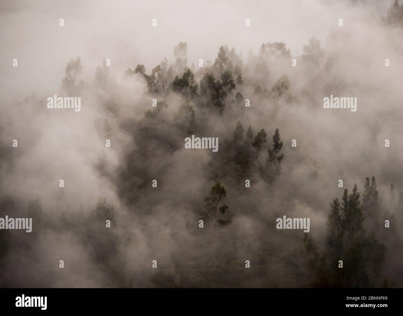 Morning fog in a forest above Tarma, Junin, Peru, South America Stock ...