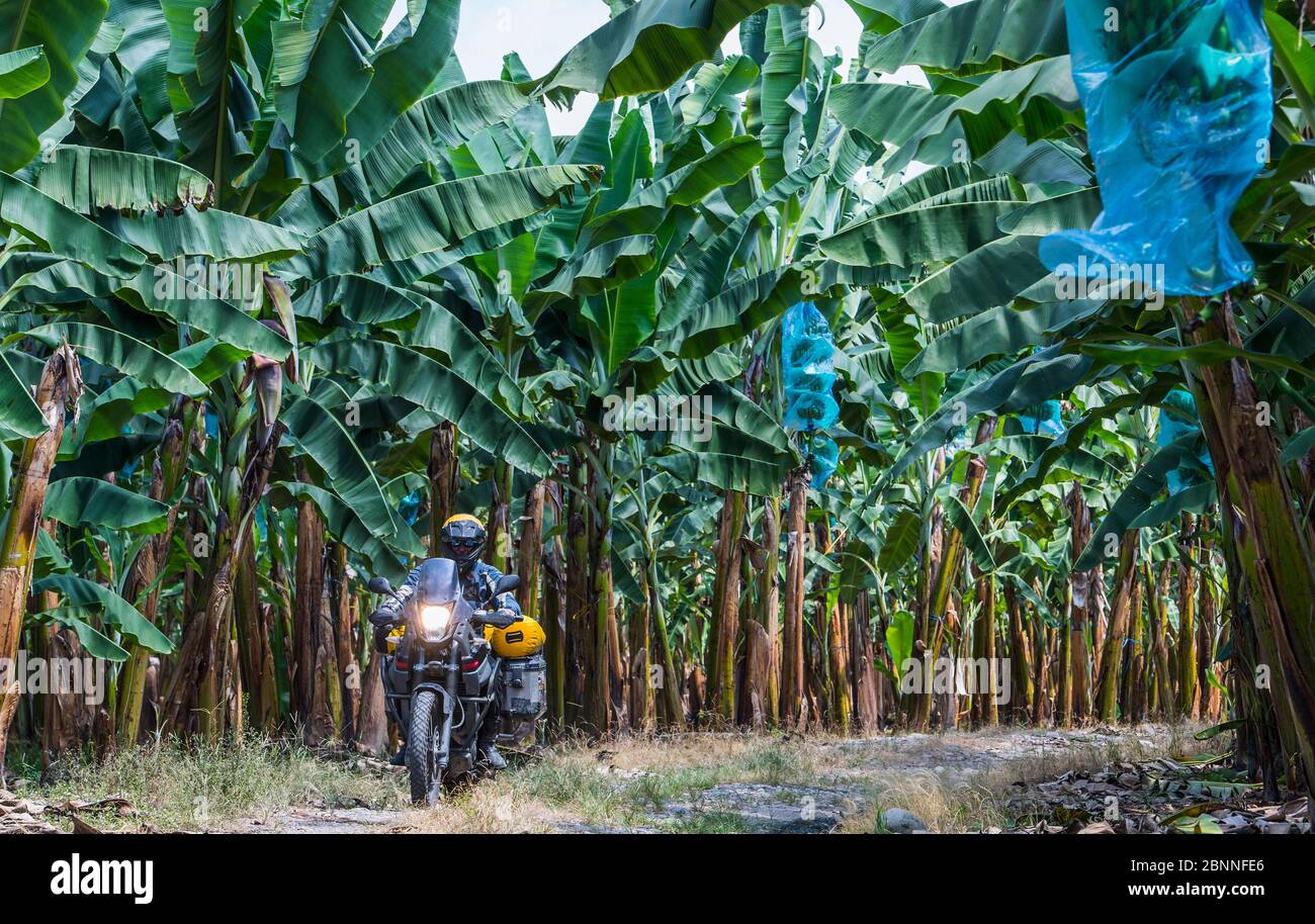 Man riding touring motorbike through banana plantation, Ecuador Stock ...