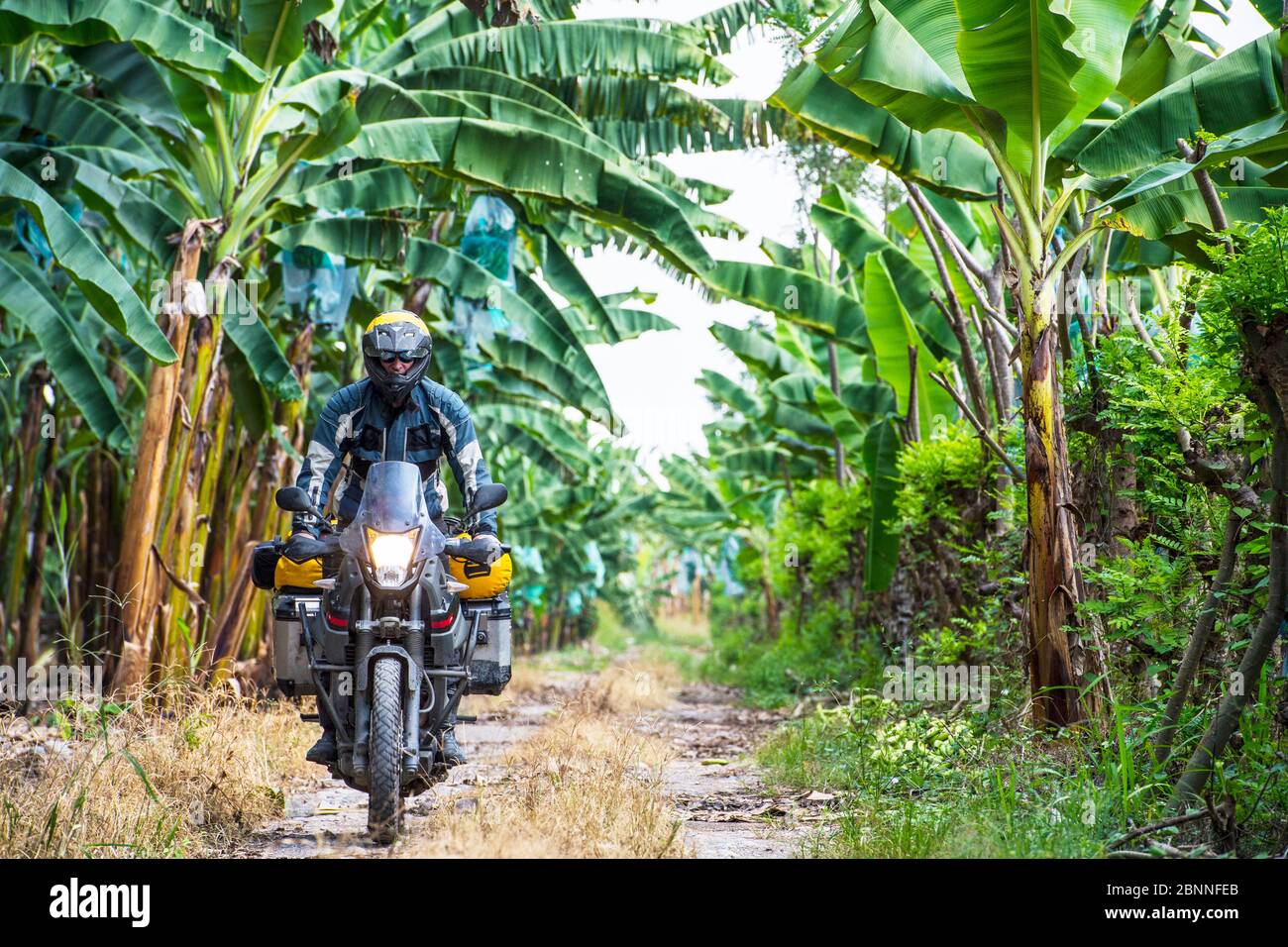 Man riding touring motorbike through banana plantation, Ecuador Stock ...