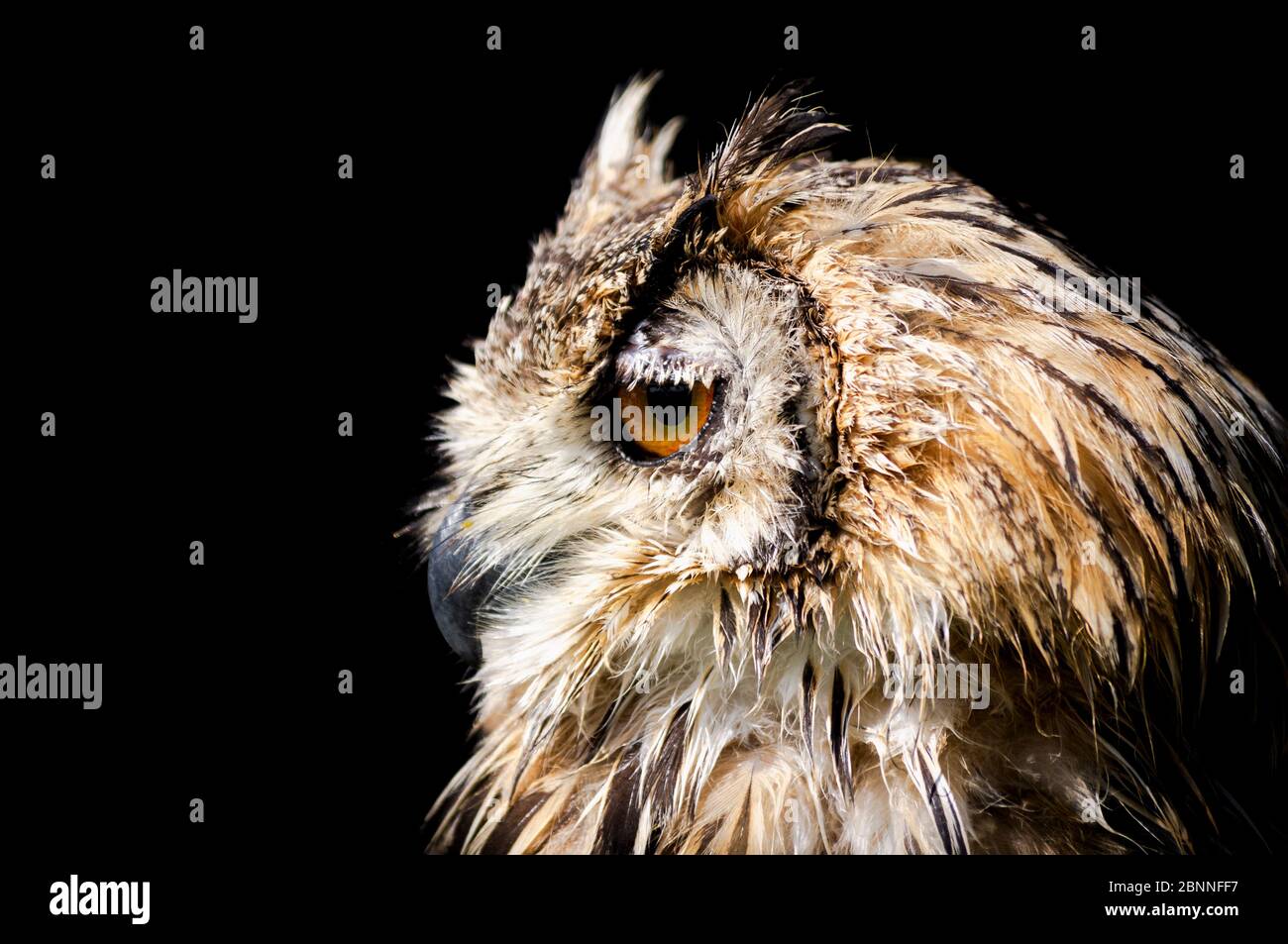 Bird od prey hi-res stock photography and images - Alamy