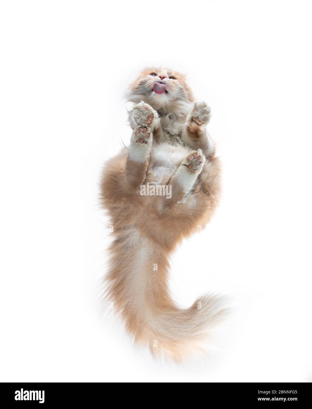 funny bottom up view portrait of a cream tabby ginger maine coon cat ...