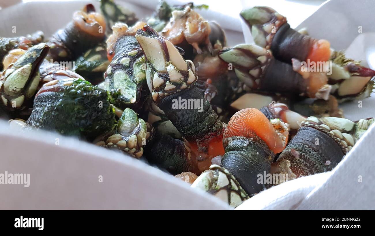 Plate of cooked Galician barnacles Stock Photo - Alamy